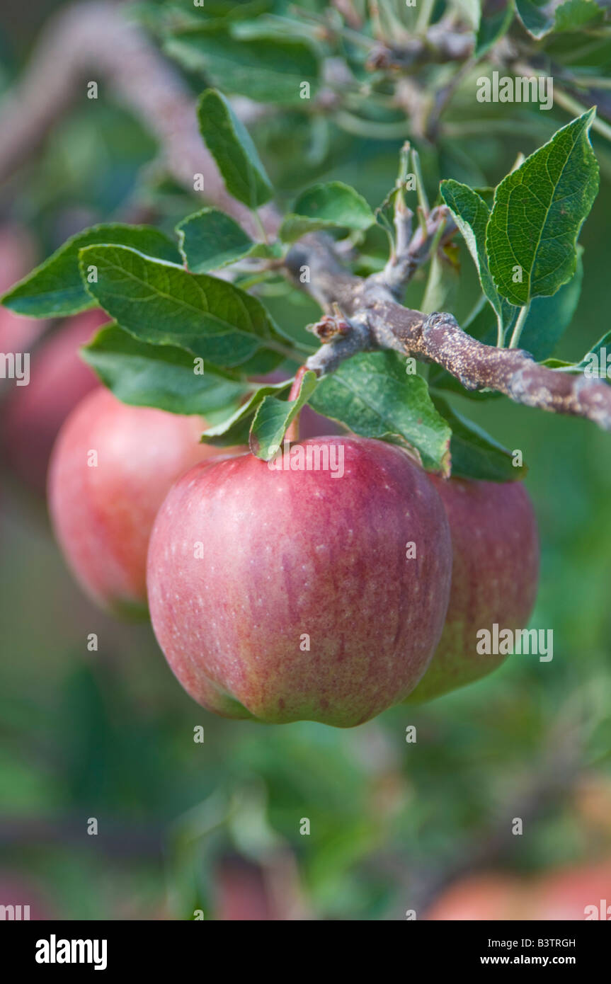 The mac british columbia hi-res stock photography and images - Alamy