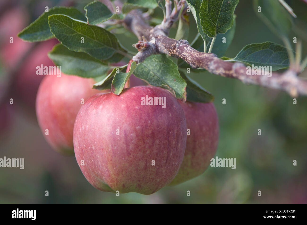 NA; Canada; British Columbia; Okanagan Valley; Mac Apples (Selective ...