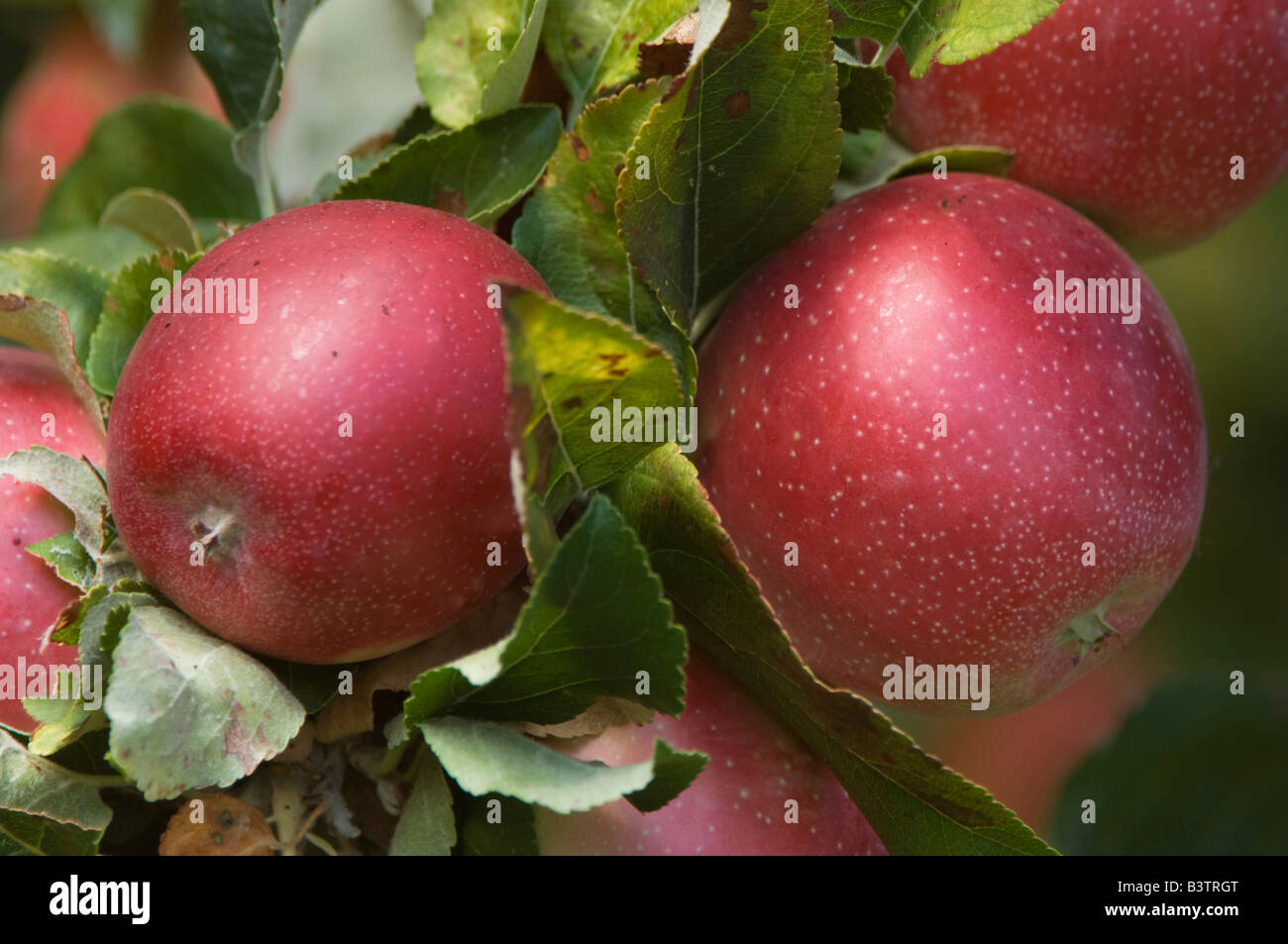 NA; Canada; British Columbia; Okanagan Valley; Mac Apples (Selective ...