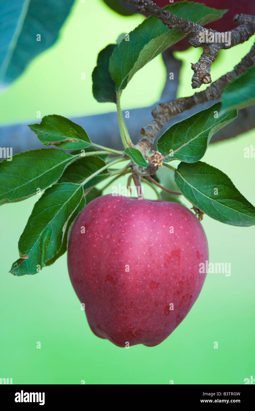 NA; Canada; British Columbia; Okanagan Valley; Mac Apple (Selective ...
