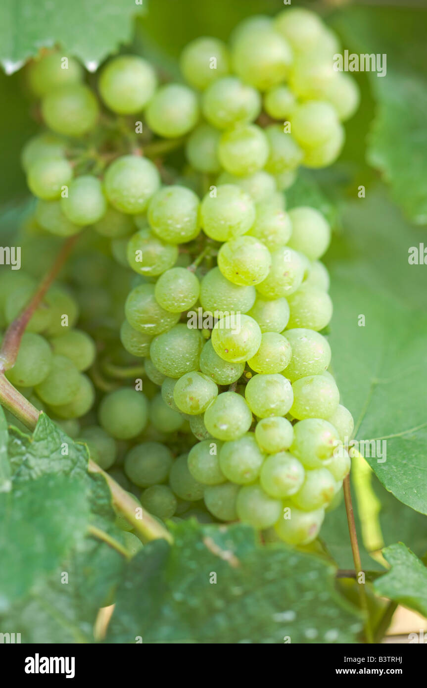 NA; Canada; British Columbia; Okanagan Valley; Pinot Blanc Grapes ...