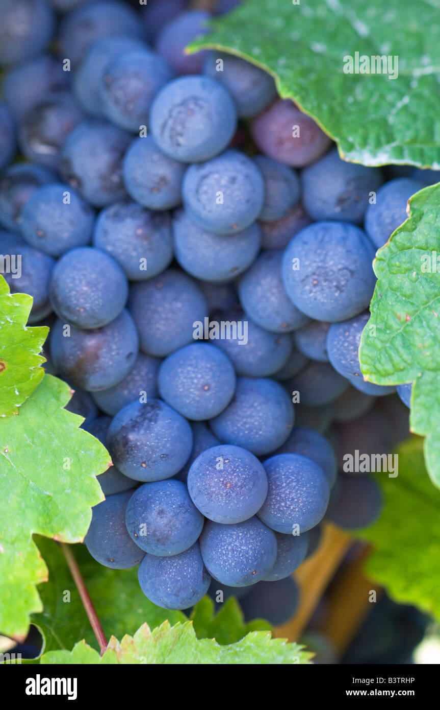 NA; Canada; British Columbia; Okanagan Valley; Pinot Gris Grapes ...