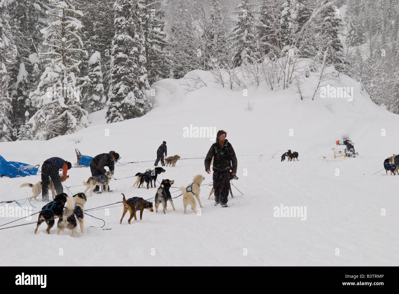 Whistler british columbia dog hi-res stock photography and images - Alamy