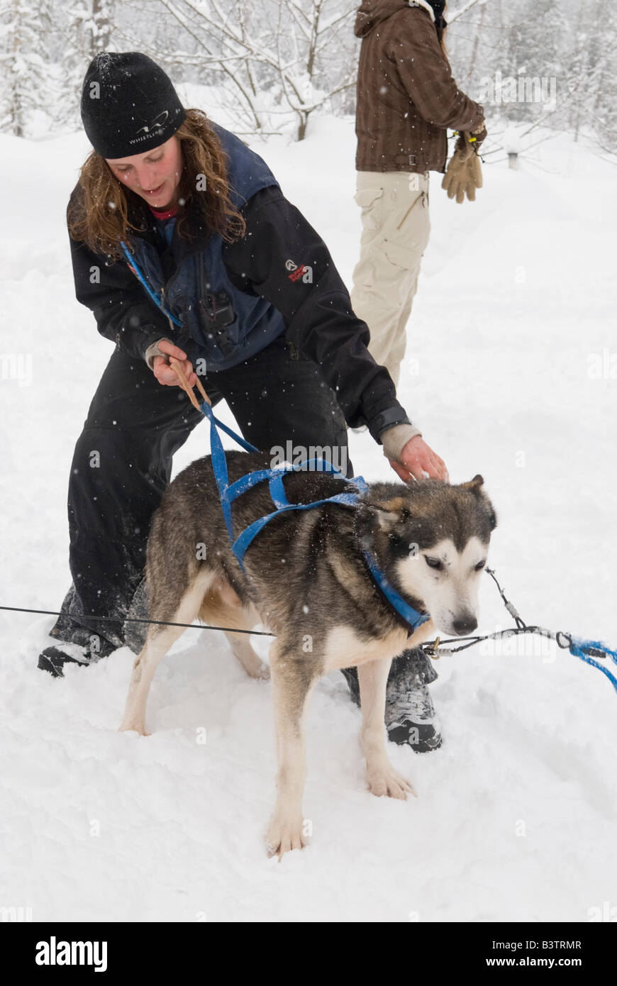 Whistler british columbia dog hi-res stock photography and images - Alamy