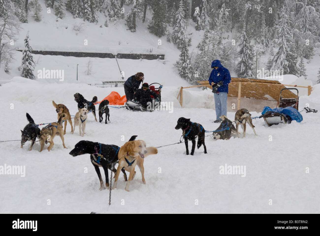 Whistler british columbia dog hi-res stock photography and images - Alamy