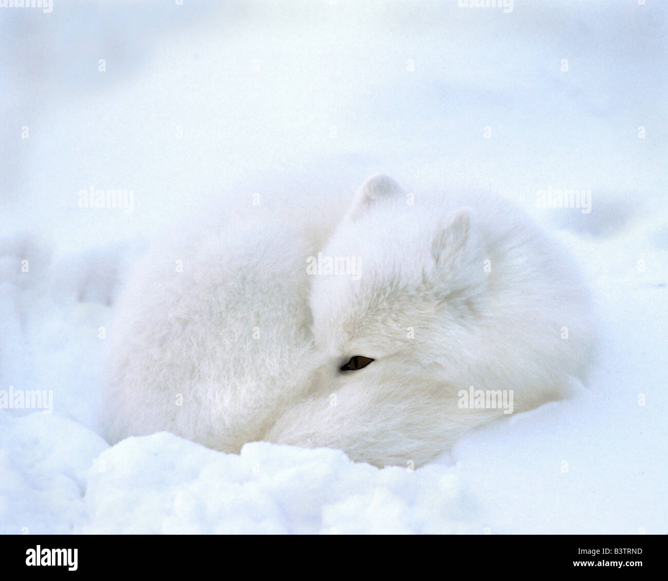 Artic fauna hi-res stock photography and images - Alamy