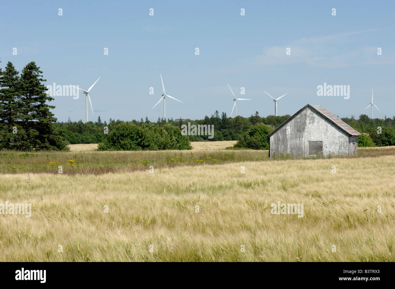 Wheat and Wind Turbines, Prince Edward Island, Canada Stock Photo - Alamy