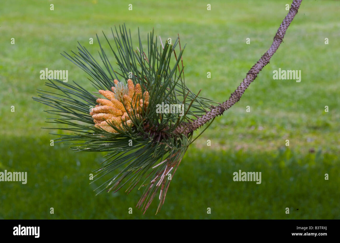 North America, Canada, PEI, Red Pine Cone, Tree Stock Photo - Alamy