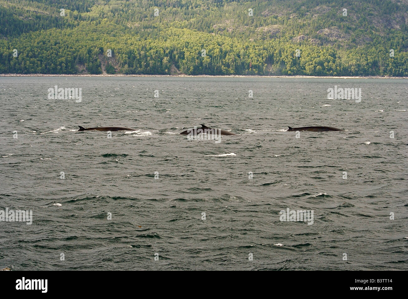 North America, Canada, Quebec, North Shore Stock Photo - Alamy