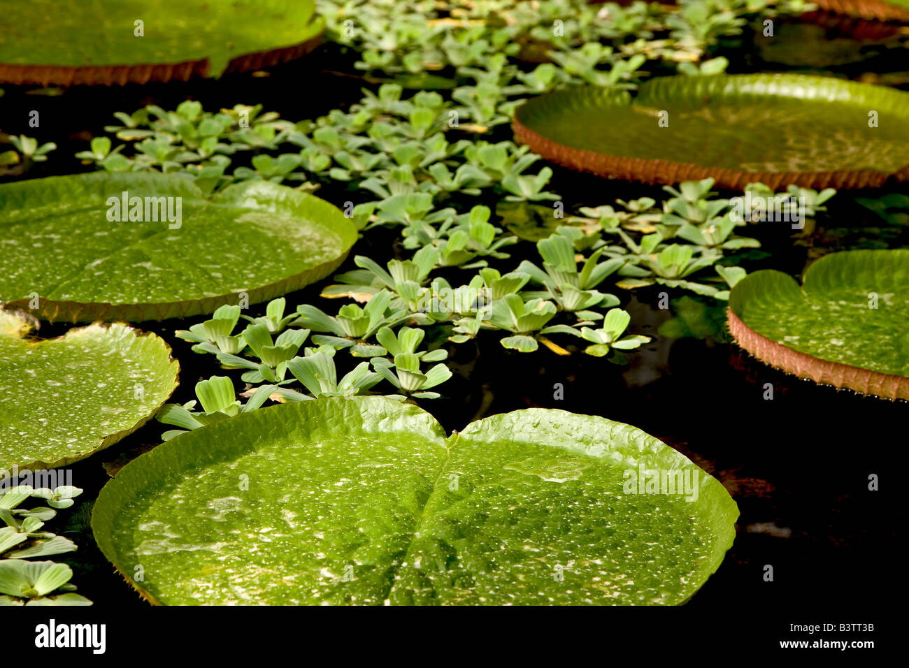 Victoria cruziana hi-res stock photography and images - Alamy