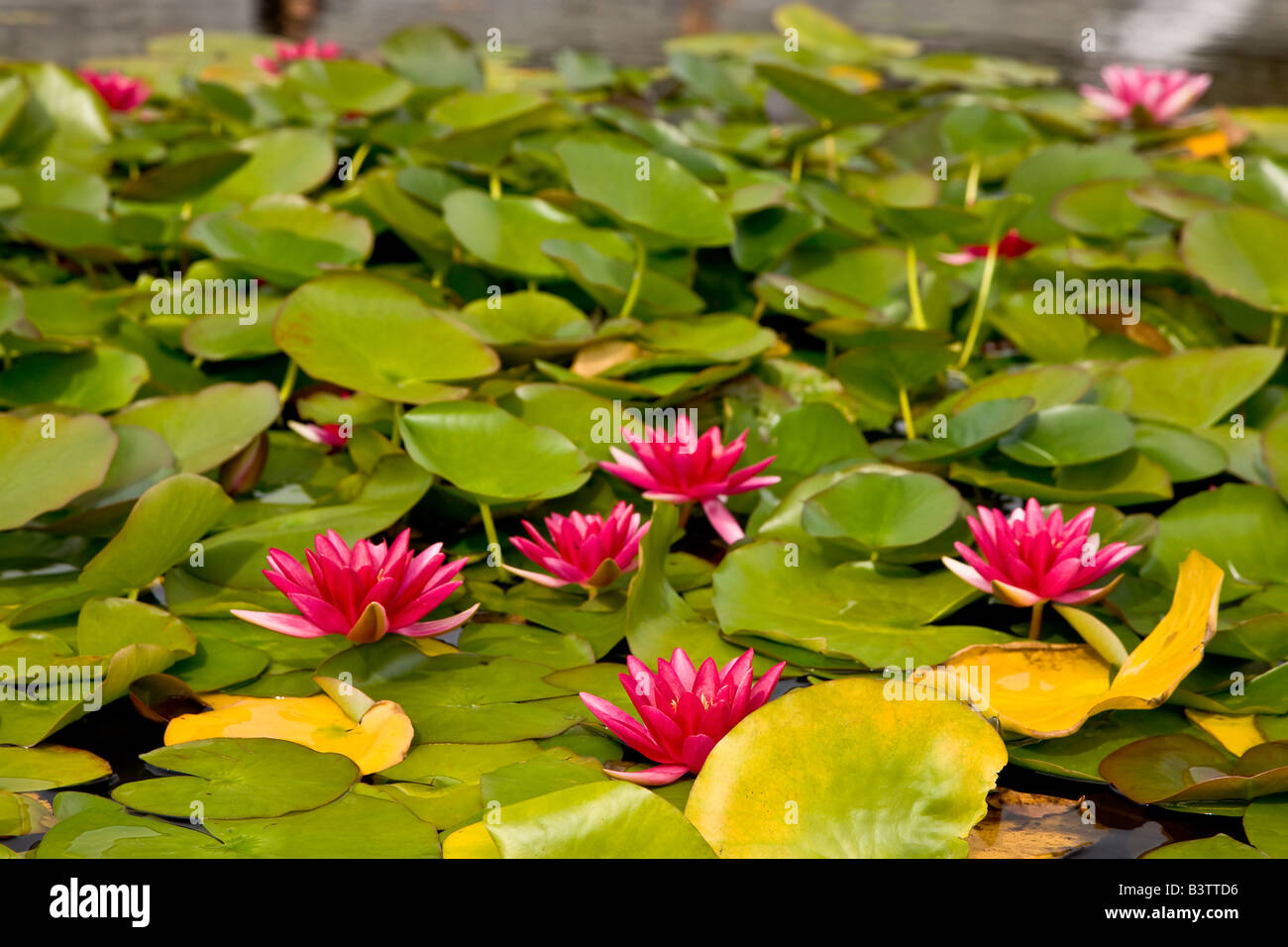 Hardy lilies hi-res stock photography and images - Alamy