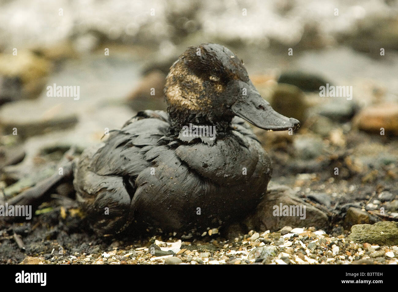 Cosco busan oil spill hi-res stock photography and images - Alamy