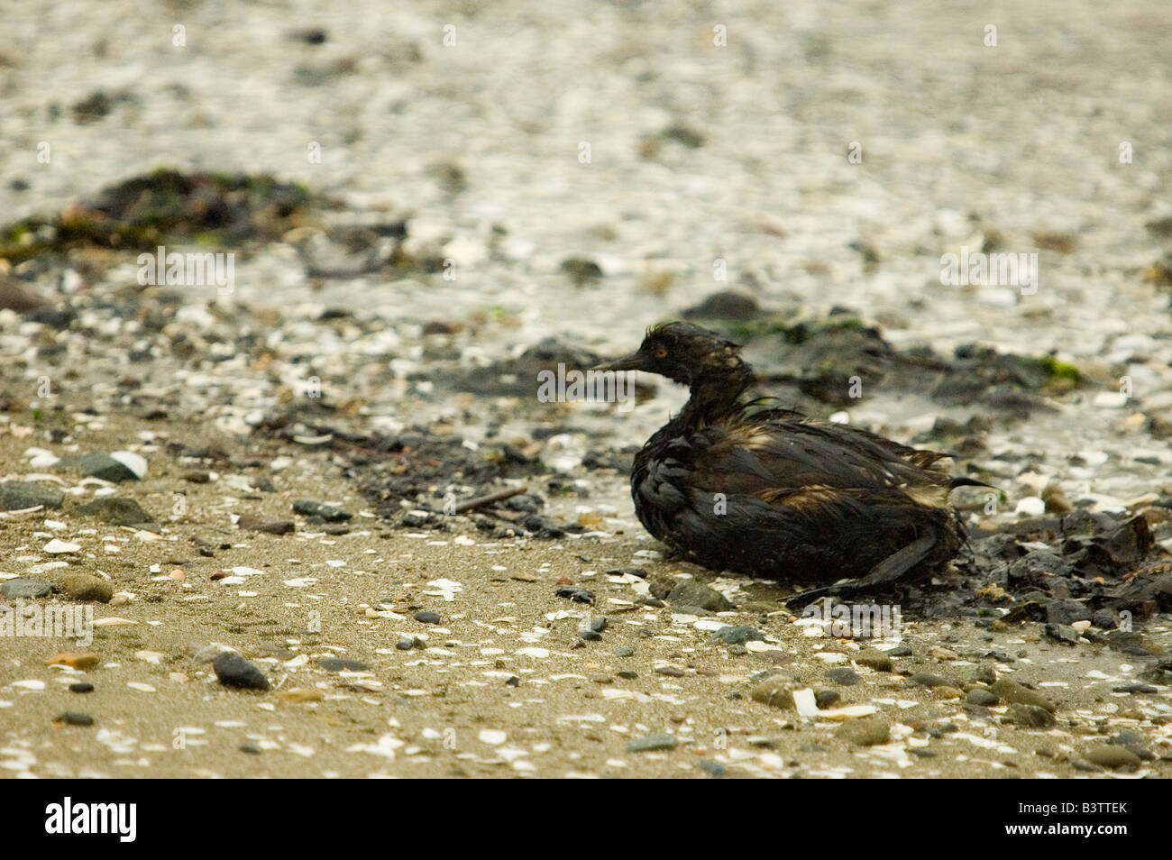 Cosco busan oil spill hi-res stock photography and images - Alamy
