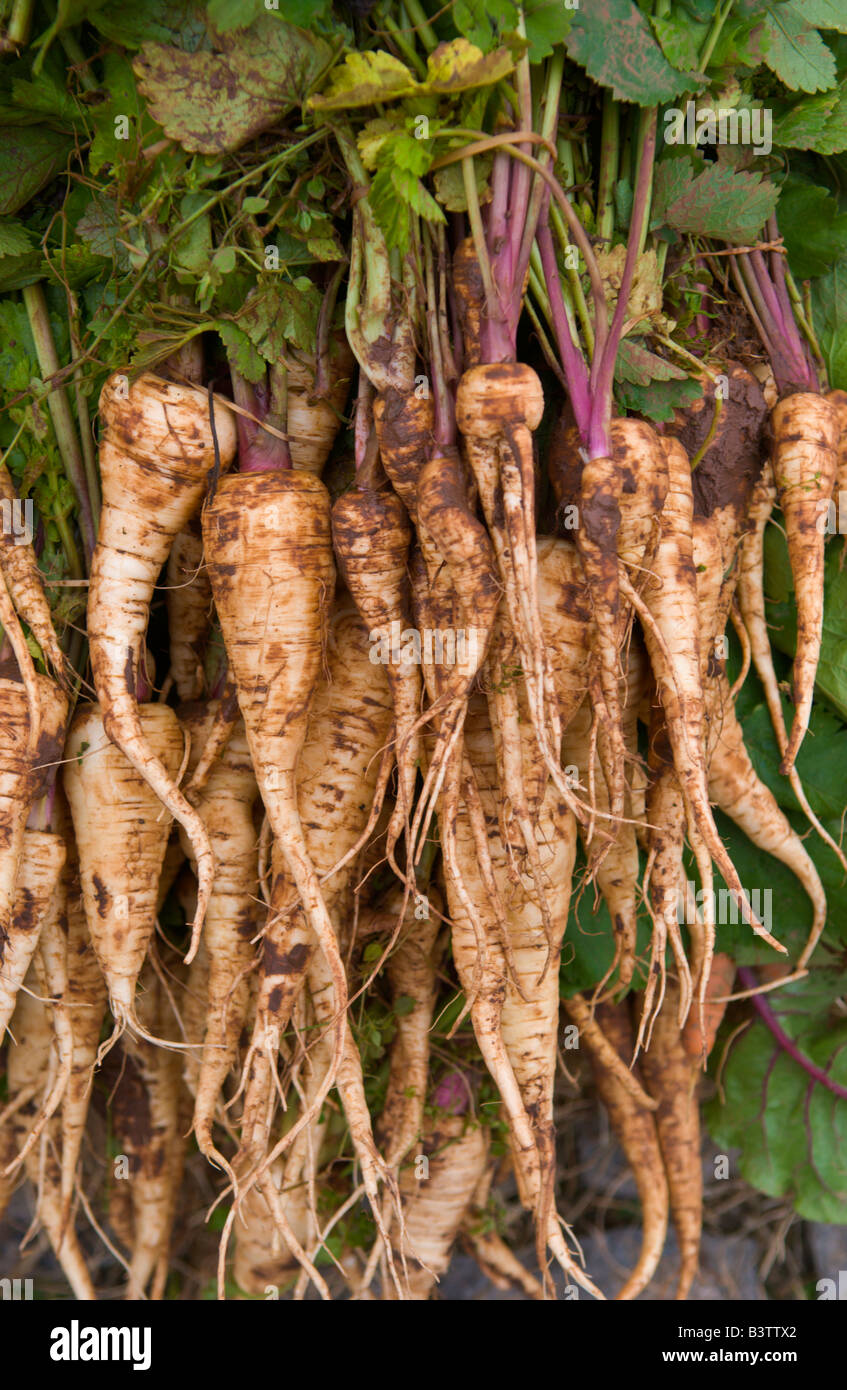 Organic parsnips on sale at the Soil Association Organic Food Festival ...