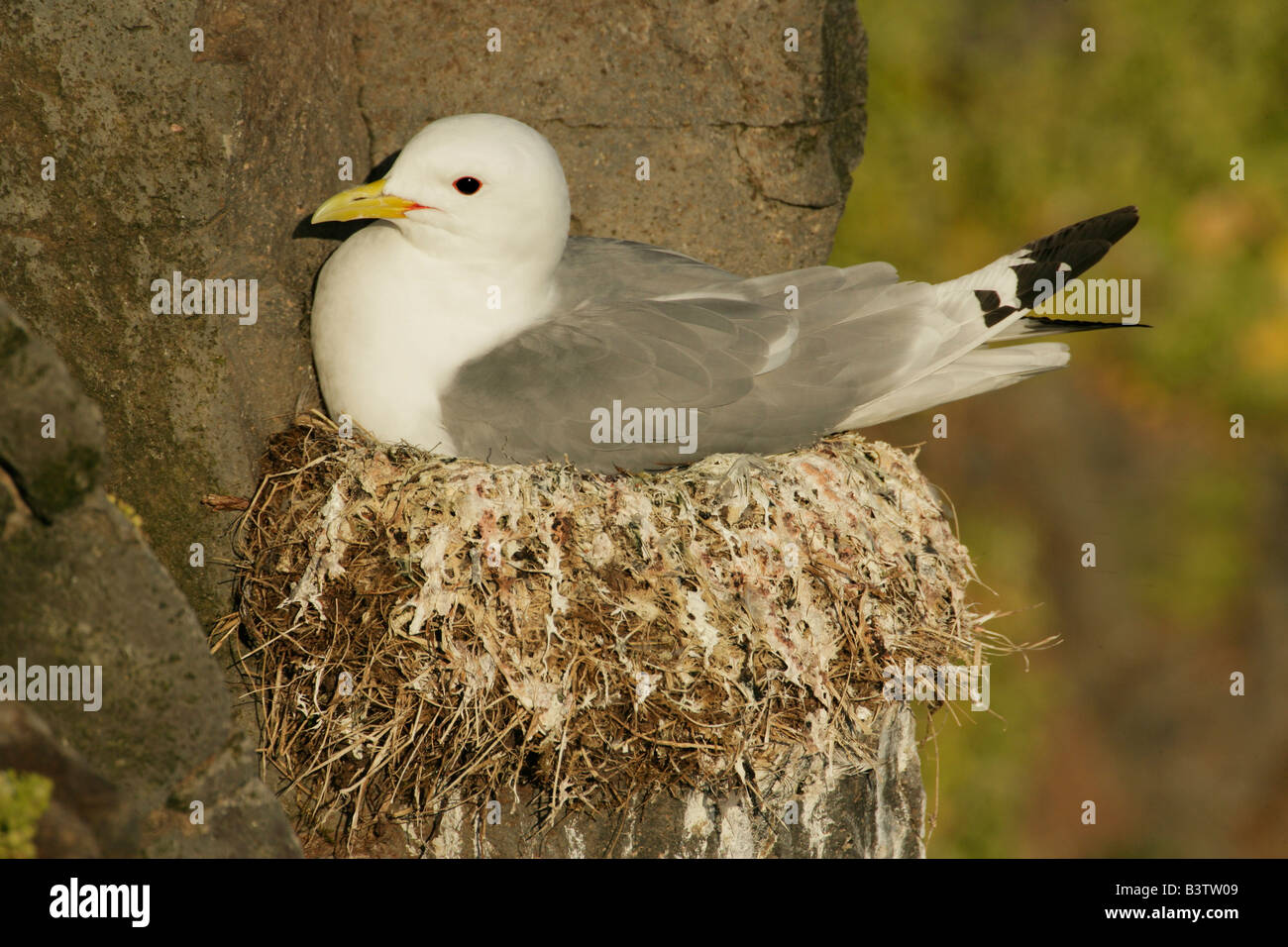 Black legged kittiwake on nest hi-res stock photography and images - Alamy