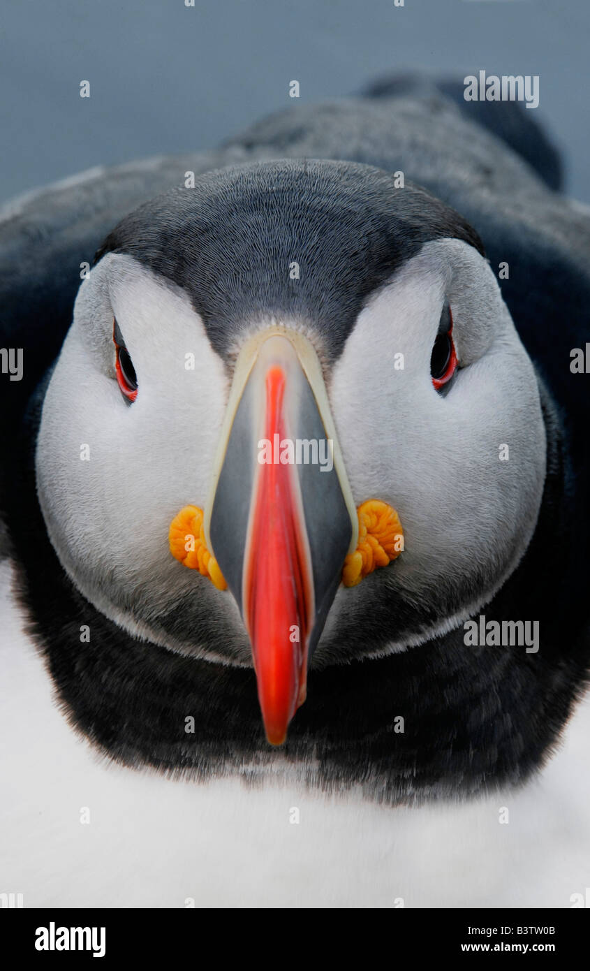 Puffin head hi-res stock photography and images - Alamy