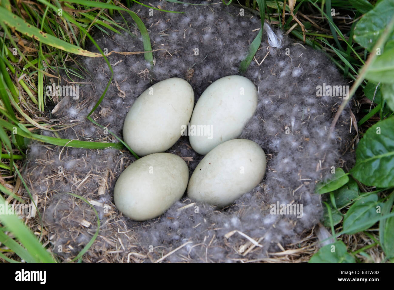 Iceland, Snaefellsnes Peninsula. Common eider nest with eggs and down ...