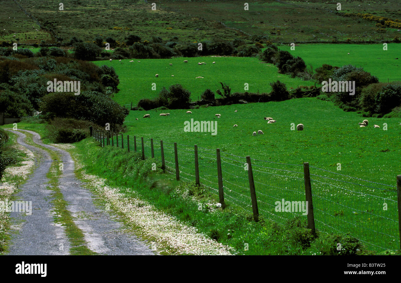 Europe, Ireland, County Cork. Scenic dirt road with wildflowers Stock ...