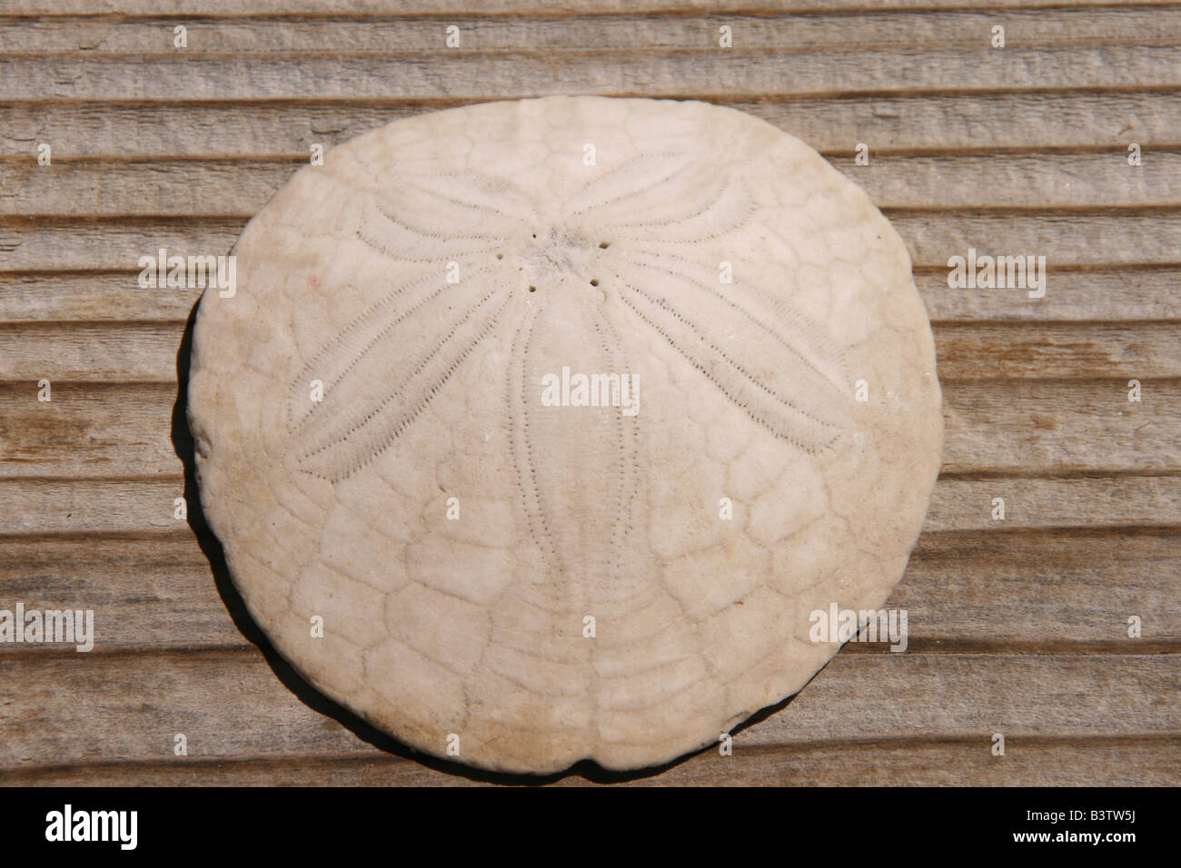 Single Sand Dollar Shell Stock Photo - Alamy