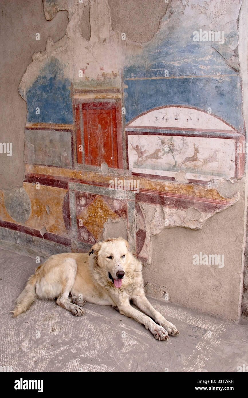 Dog pompeii hi-res stock photography and images - Alamy