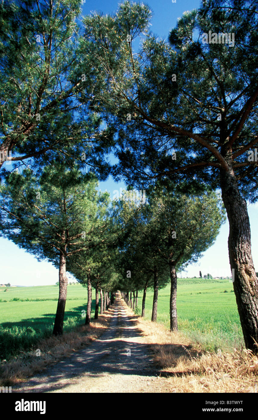 Europe, Italy, Tuscany. Dirt road lined with trees Stock Photo - Alamy