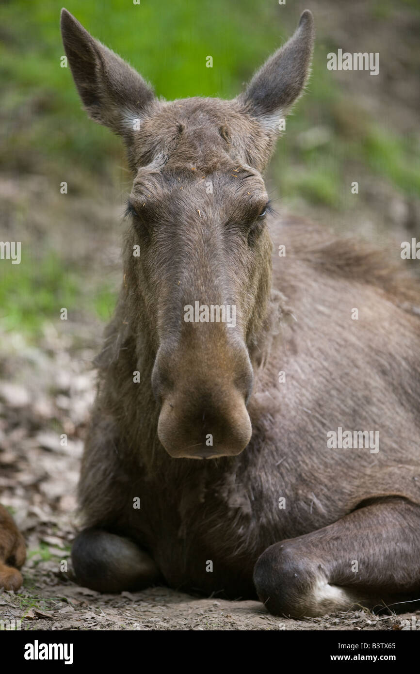 Female moose hi-res stock photography and images - Alamy