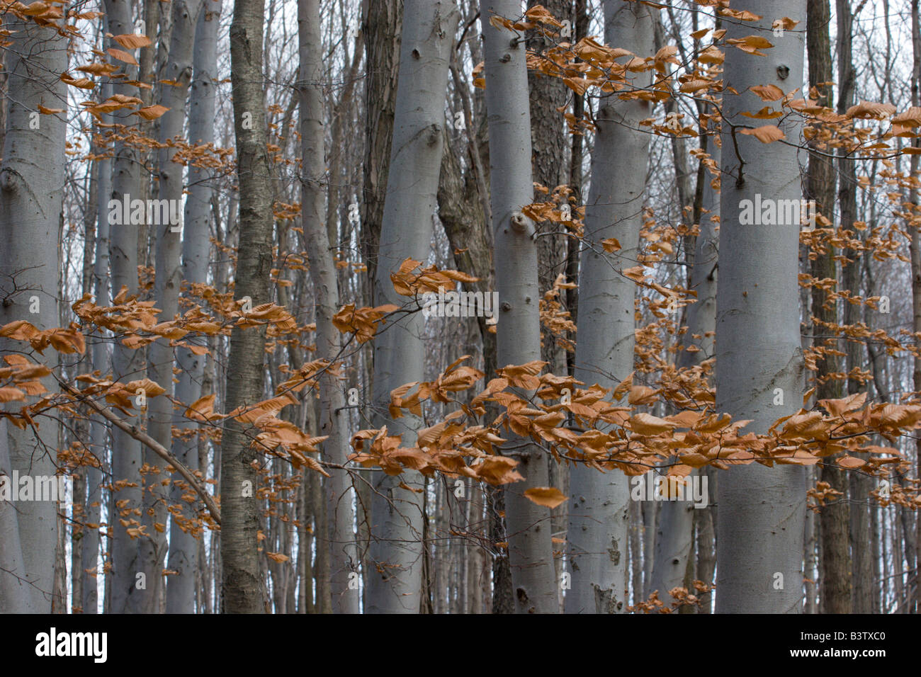 Fall trees canada hi-res stock photography and images - Alamy