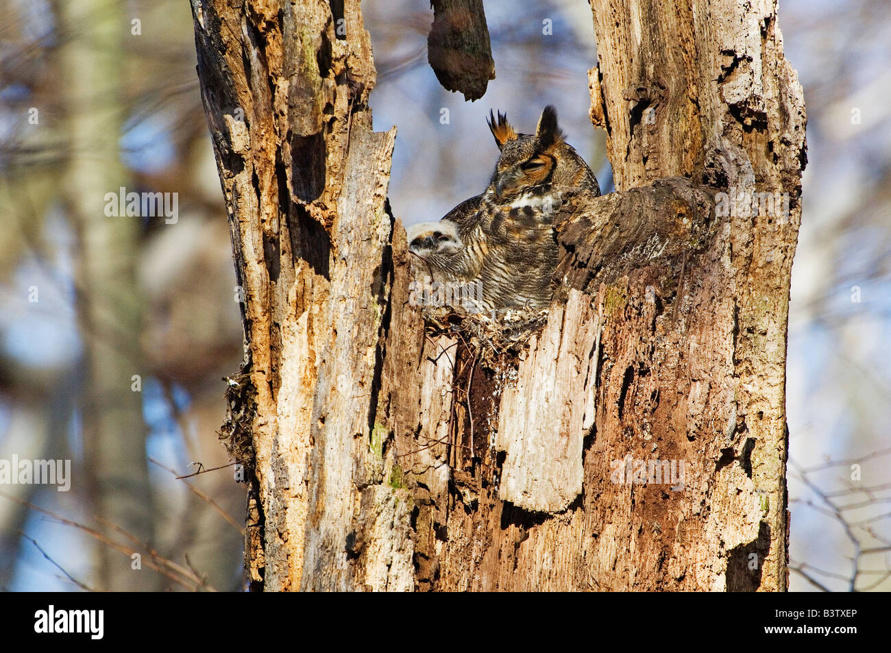 Portrait of a great horned owl adult and nestling in tree cavity Stock ...
