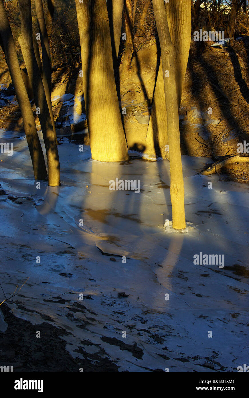 Sunset-lit trees are reflected in a smooth sheet of icy floodwaters ...