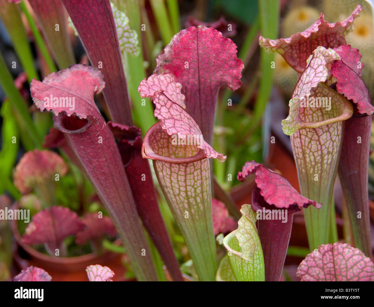 Bright colorful pitcher plants at the Bloemenmarket Stock Photo - Alamy