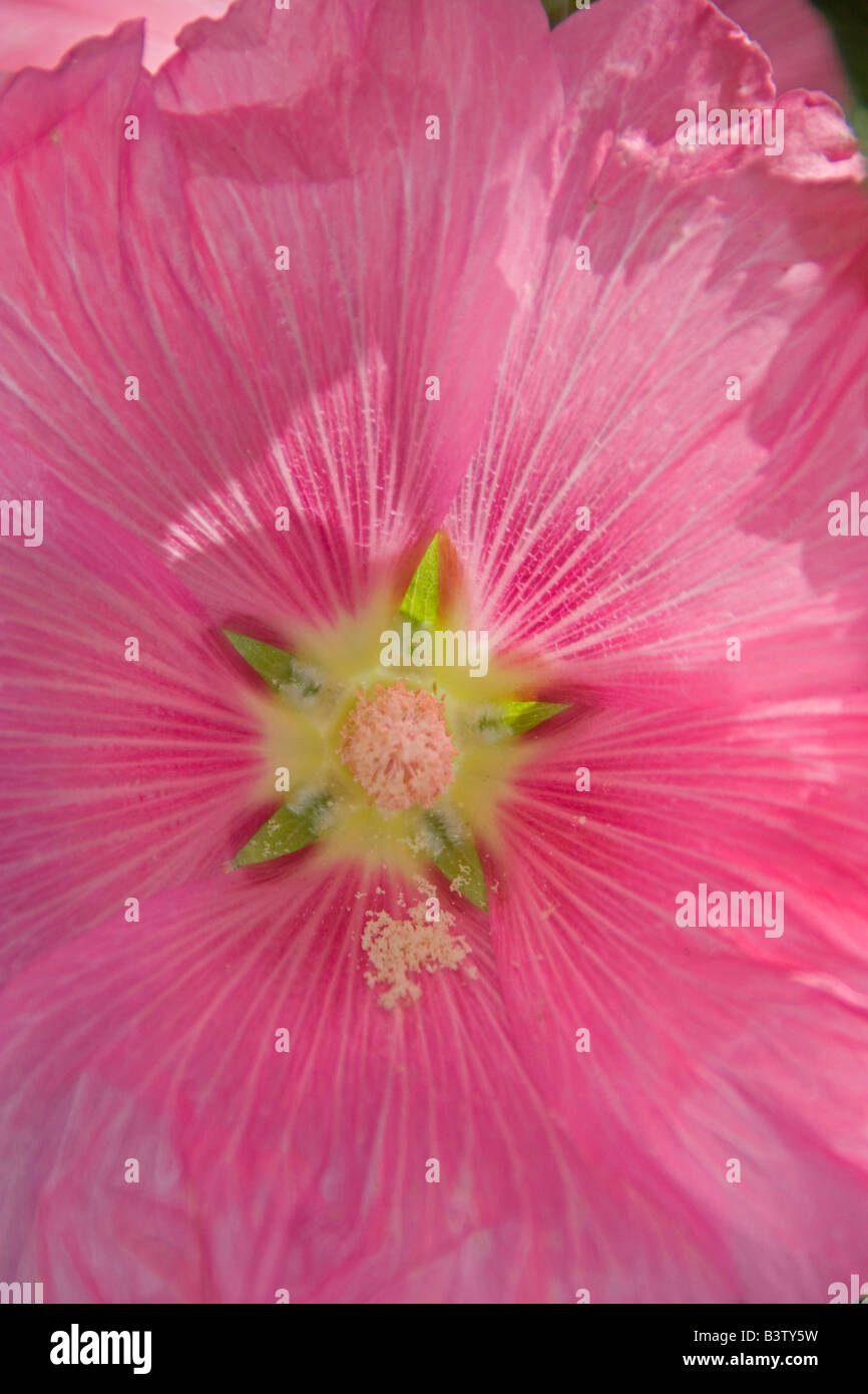 Bright colorful pitcher plants at the Bloemenmarket Stock Photo - Alamy