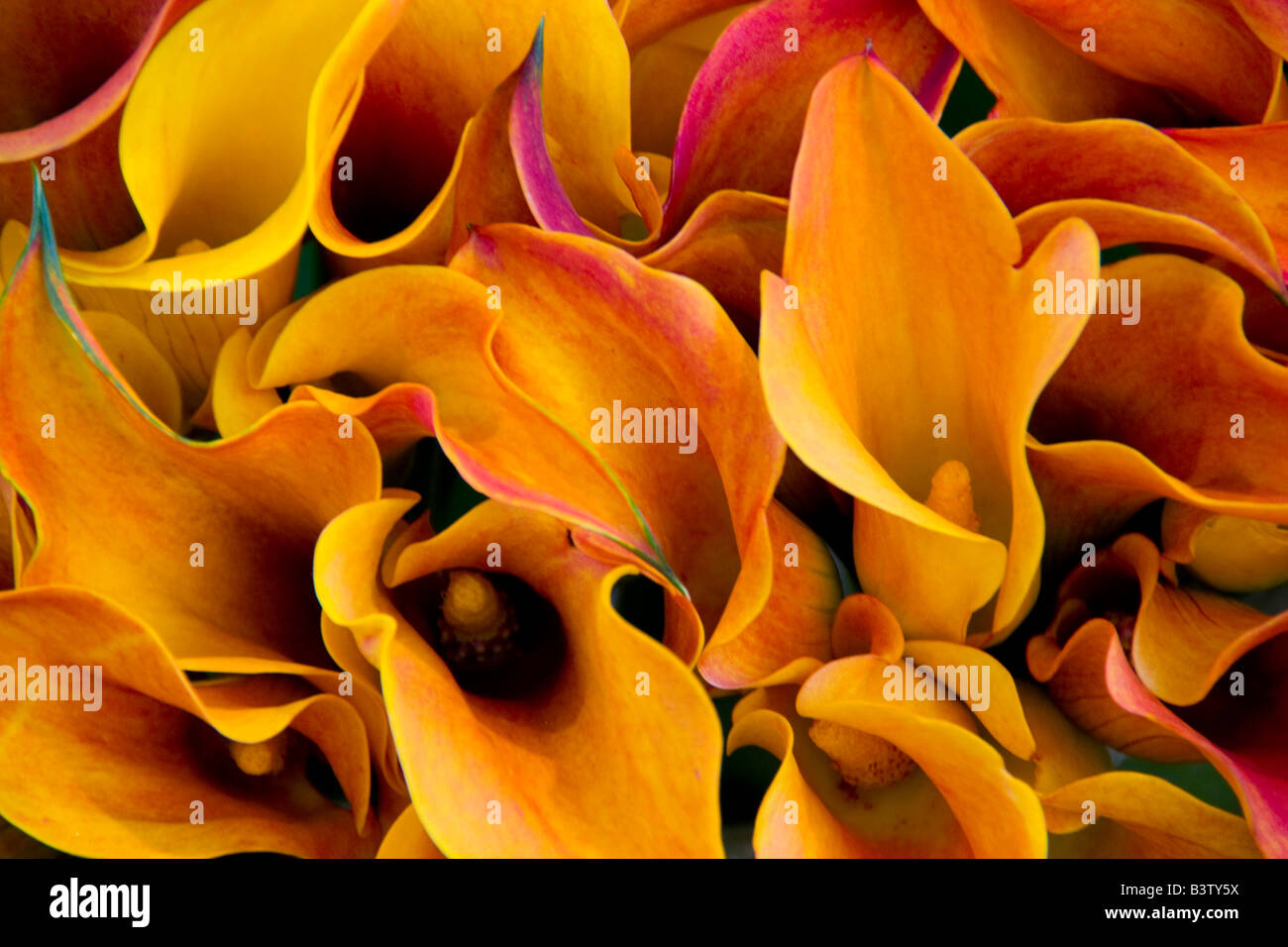 Bright colorful calla lilies at the Bloemenmarket Stock Photo - Alamy