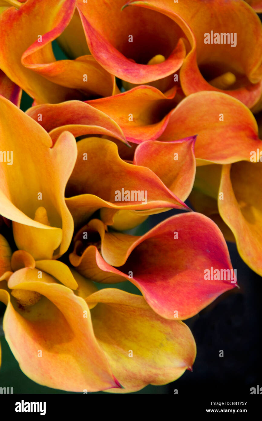 Bright colorful calla lilies at the Bloemenmarket Stock Photo - Alamy