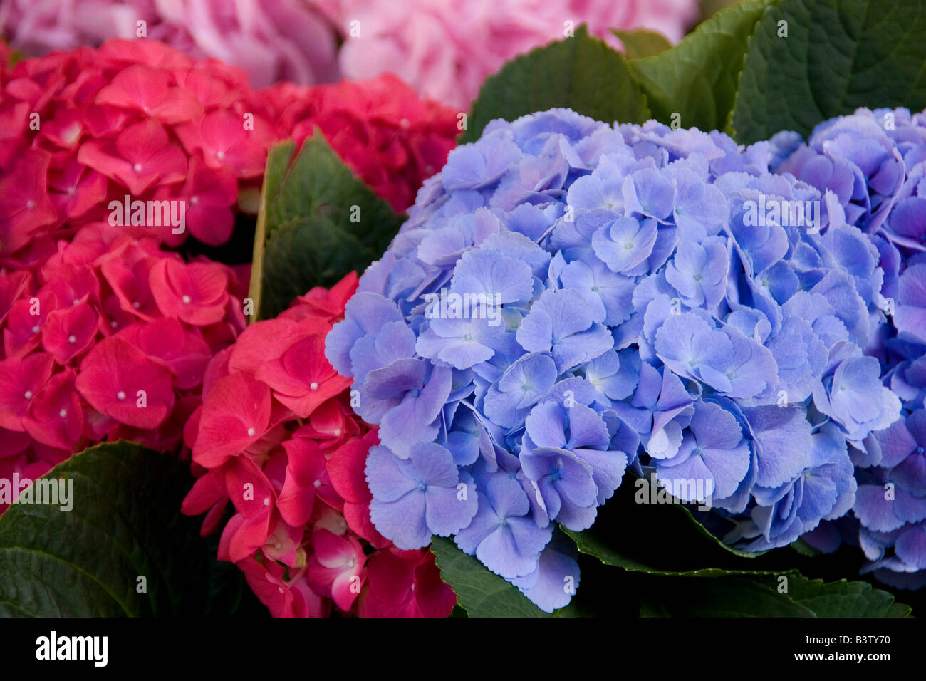 A colorful variety of flowers at the Bloemenmarket Stock Photo - Alamy