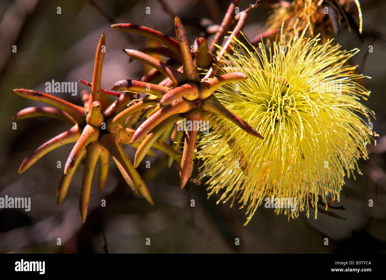 Yellow australian native flora australia gum tree hi-res stock ...