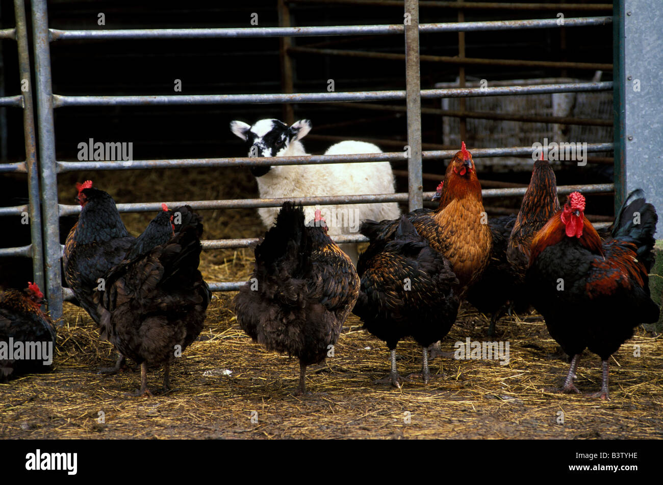 Europe, Romania, Transylvania, Sibu. Chicken and lamb Stock Photo - Alamy