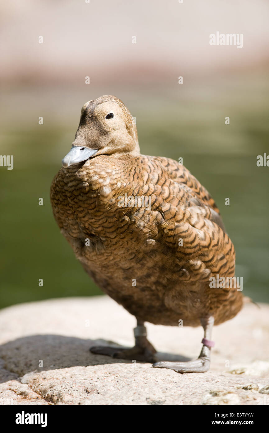 female King Eider Duck - Somateria spectabilis Stock Photo - Alamy