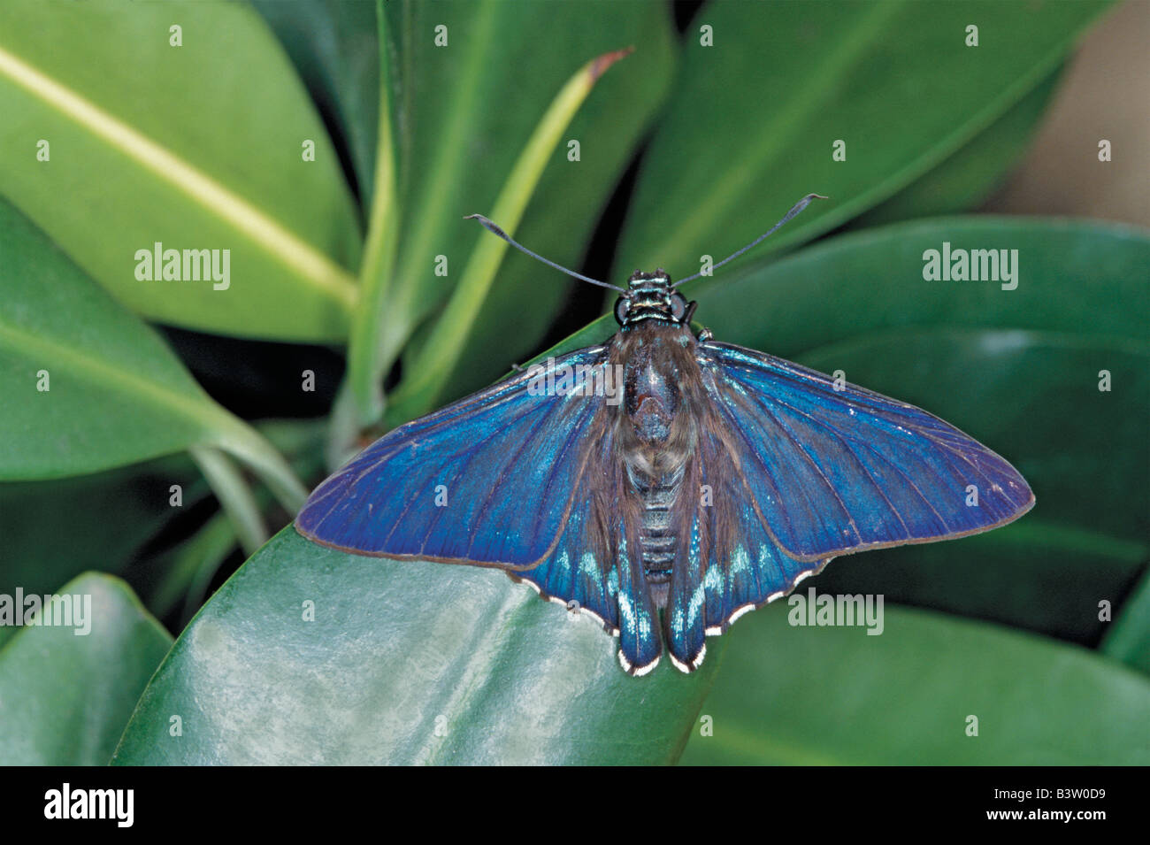 Mangrove Skipper Phocides pigmalion Coral Gables Florida United States ...