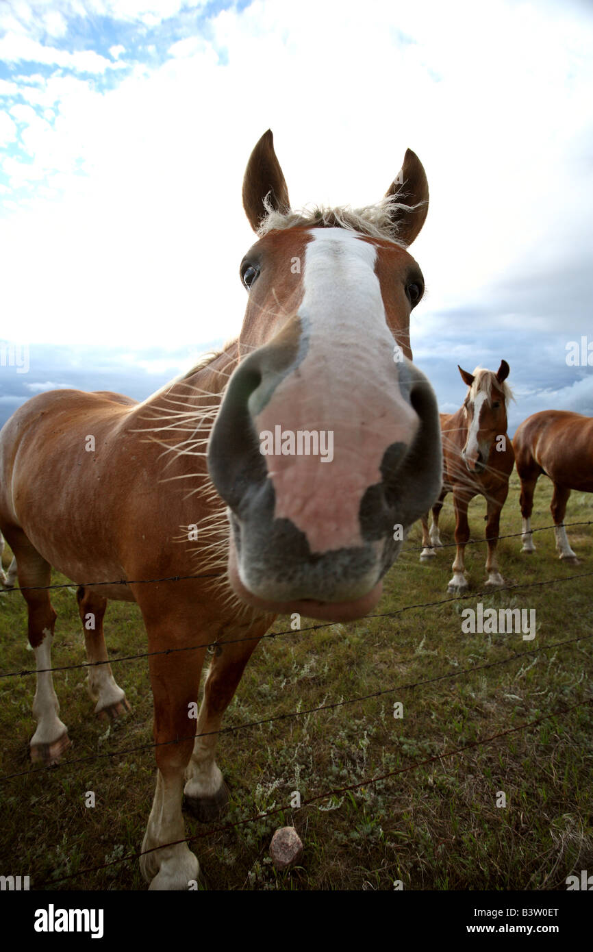 Dray horses in a Saskatchewan pasture Stock Photo - Alamy