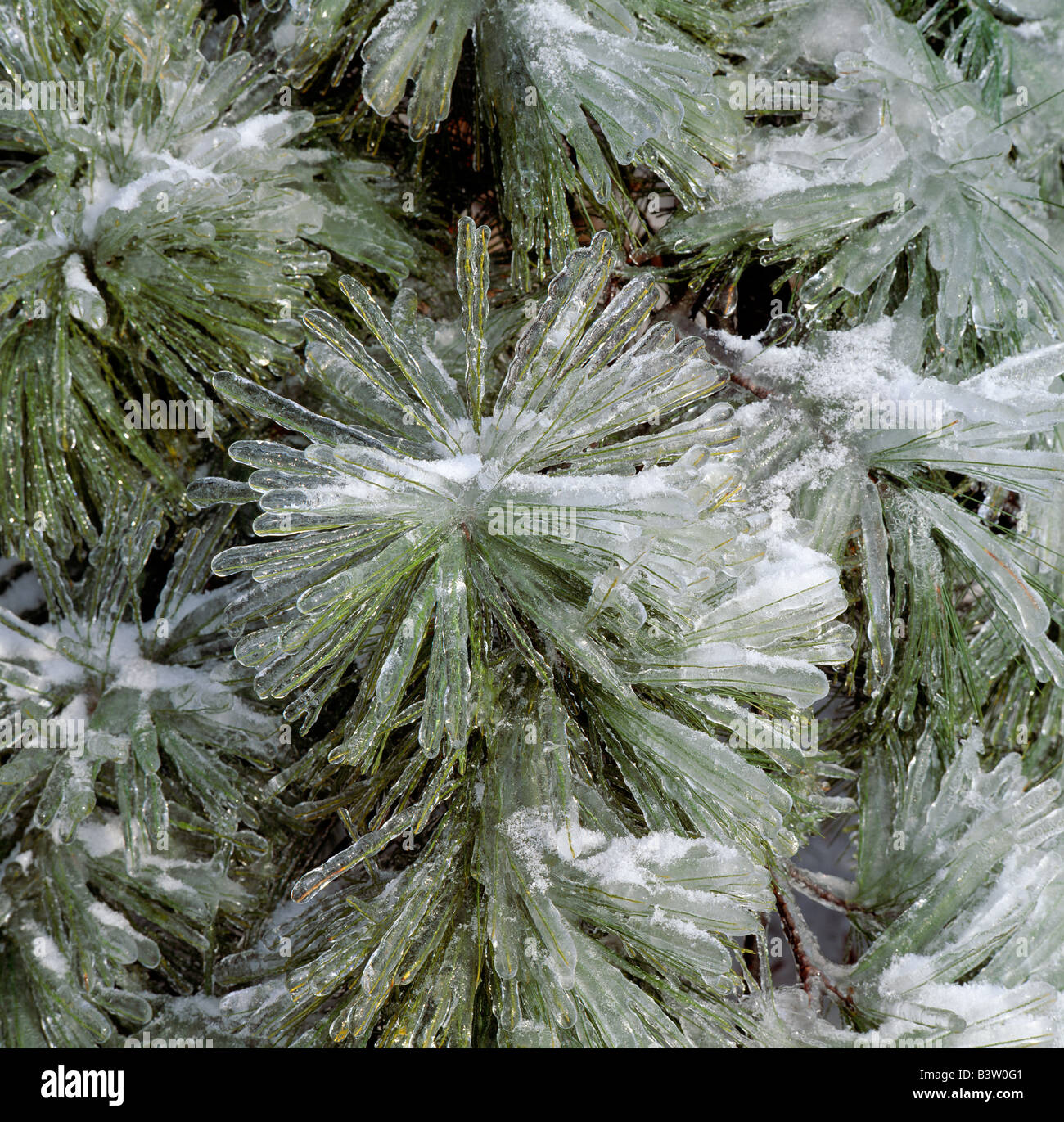 Winter storm encases evergreen needles in ice and snow Stock Photo - Alamy