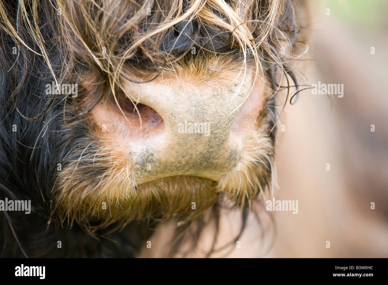 Highland cattle nose hi-res stock photography and images - Alamy
