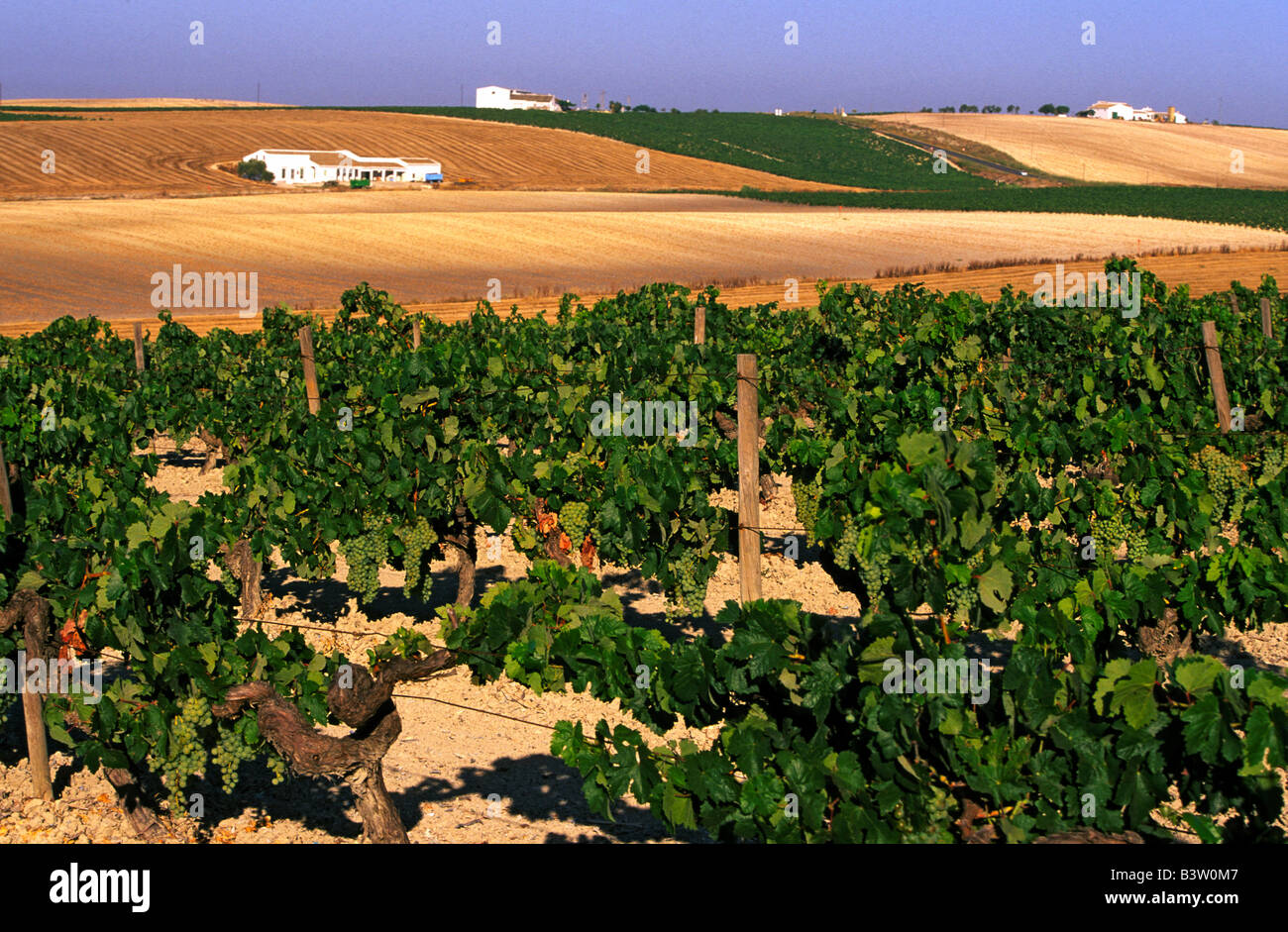 Palomino fino grapes hi-res stock photography and images - Alamy