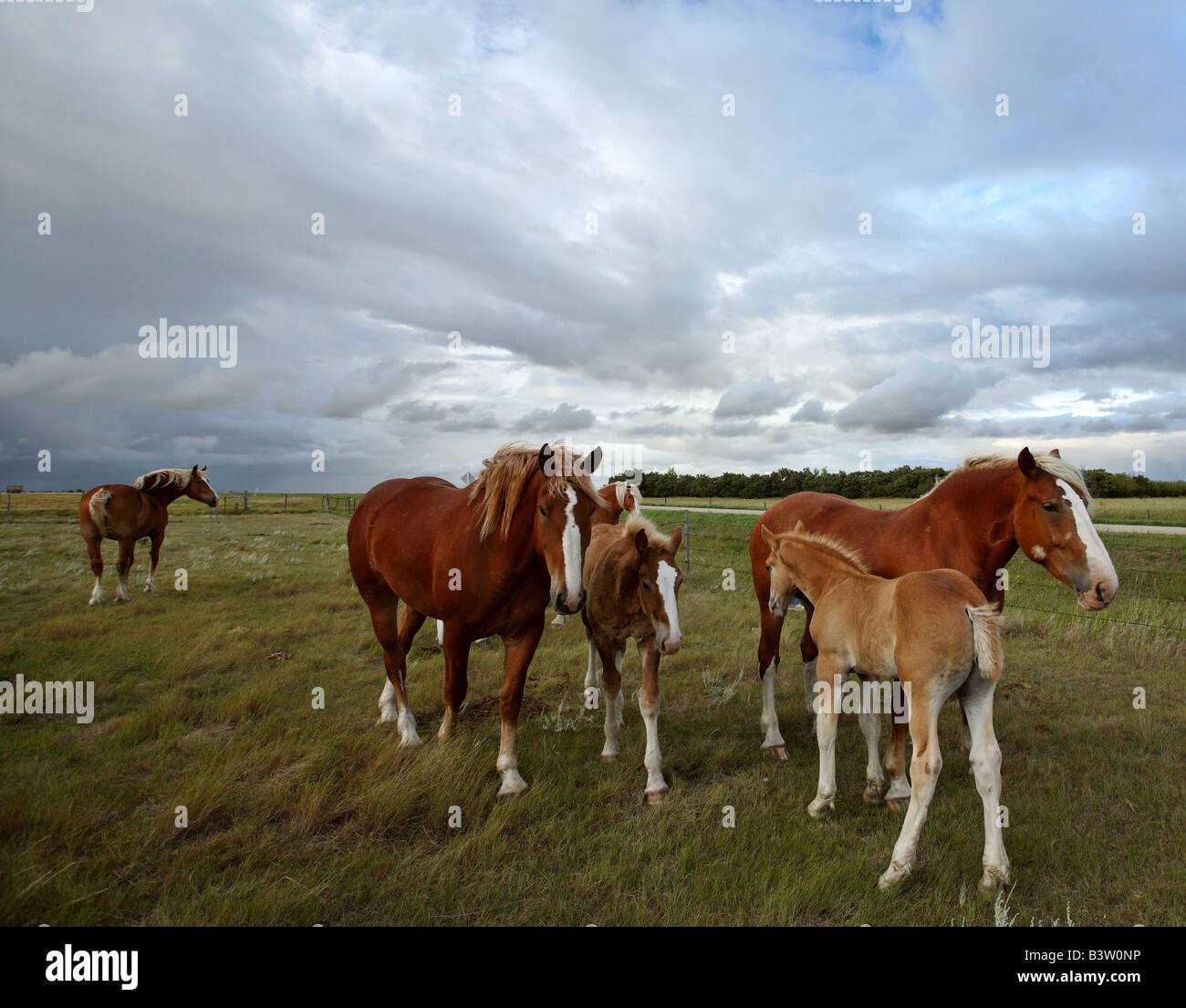 Dray horses in a Saskatchewan pasture Stock Photo - Alamy