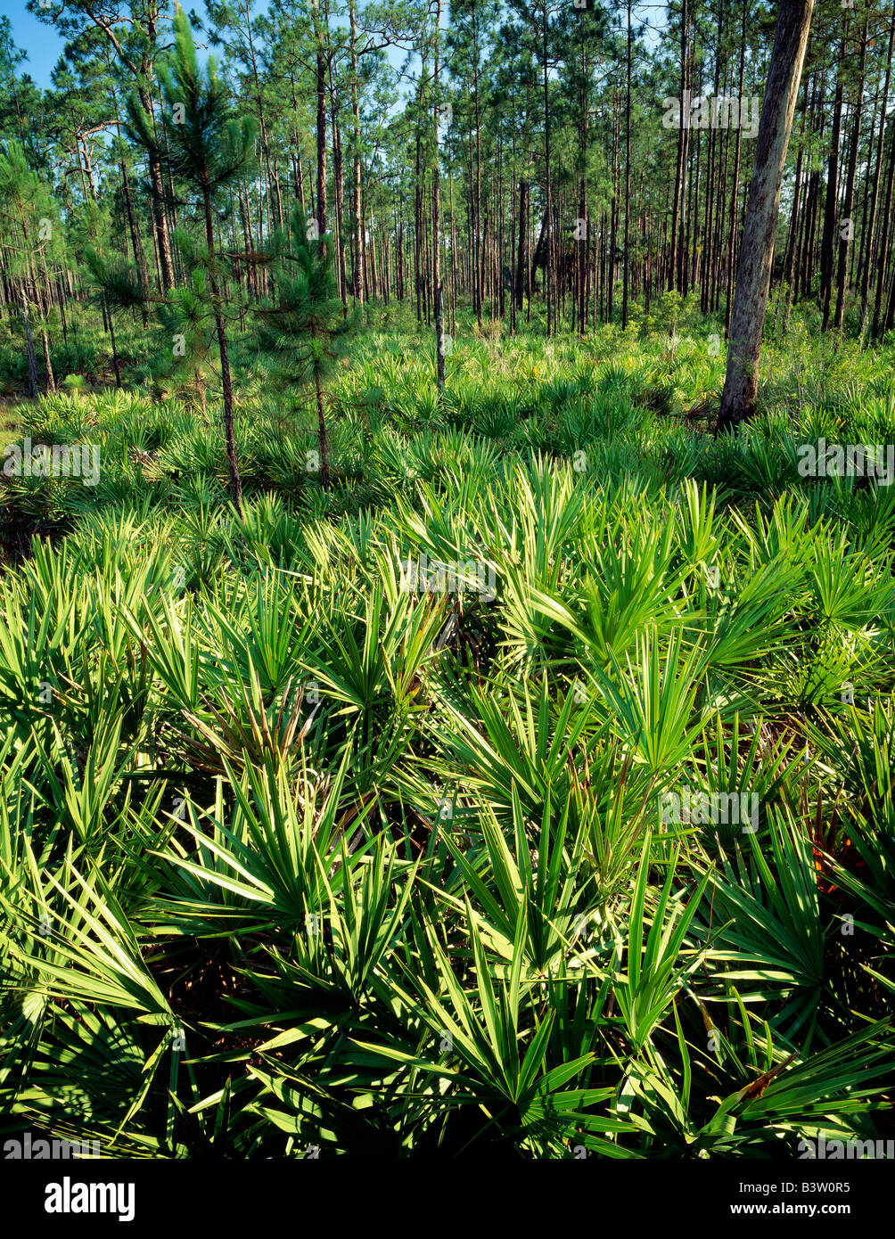 Florida palmetto pine forest hi-res stock photography and images - Alamy