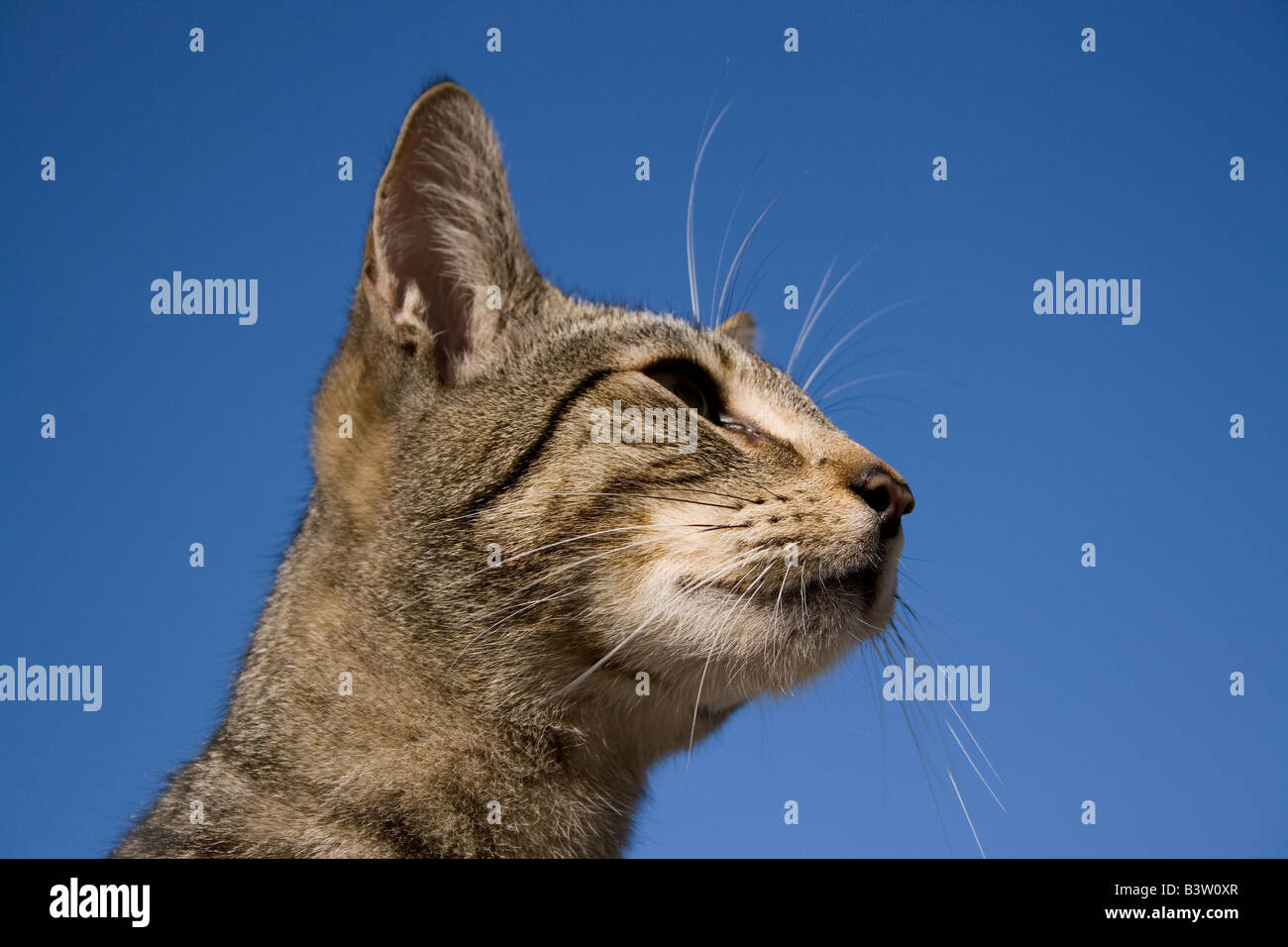 A curious cat Stock Photo - Alamy