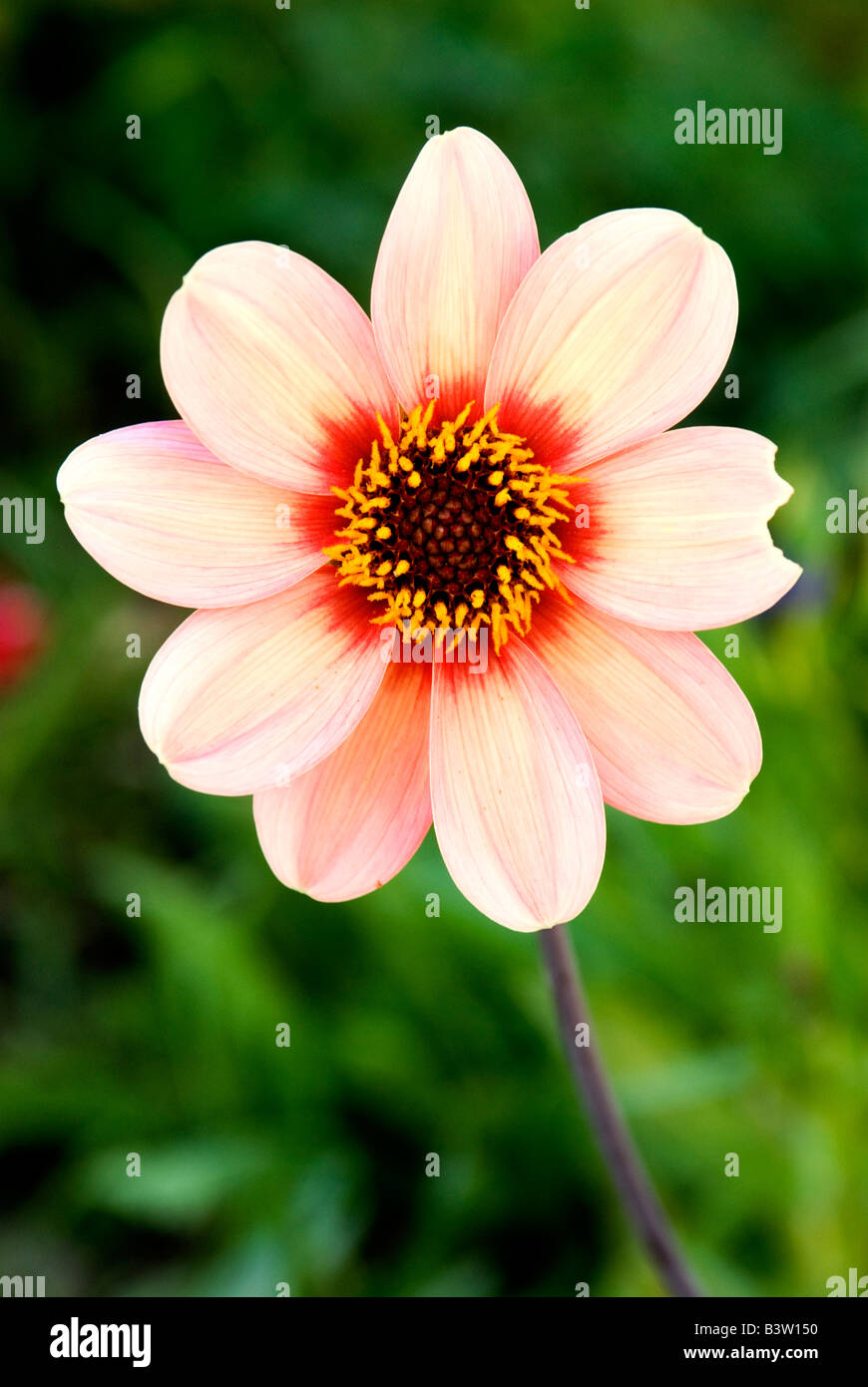 Beauty of imperfect flower hi-res stock photography and images - Alamy