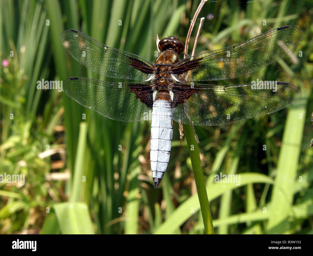 Scarce Chaser (libellula fulva) dragonfly in the Archduke's gardens ...