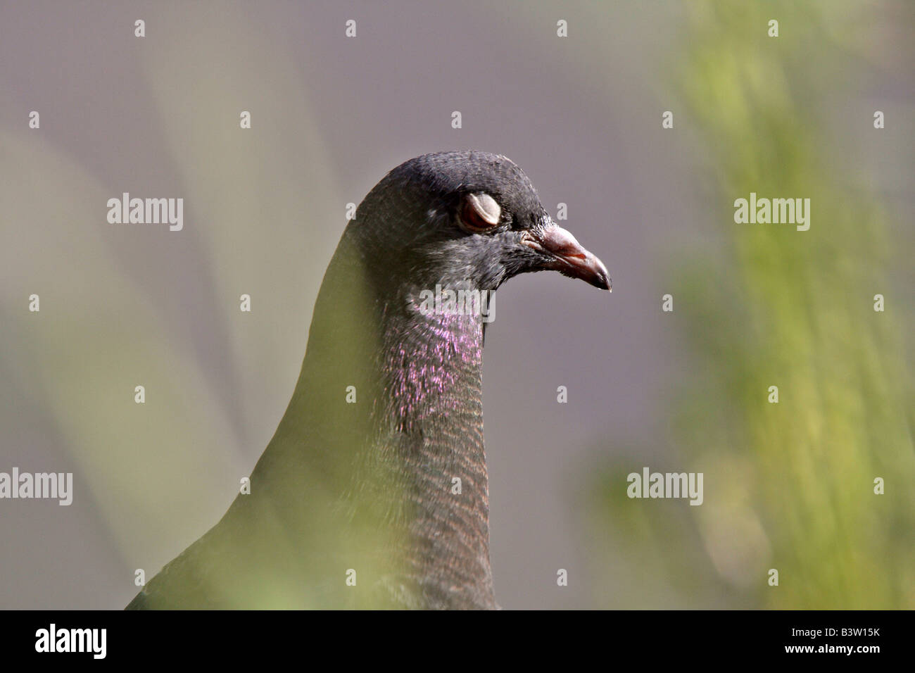 Pigeon hiding underneath bridge in Saskatchewan Stock Photo - Alamy