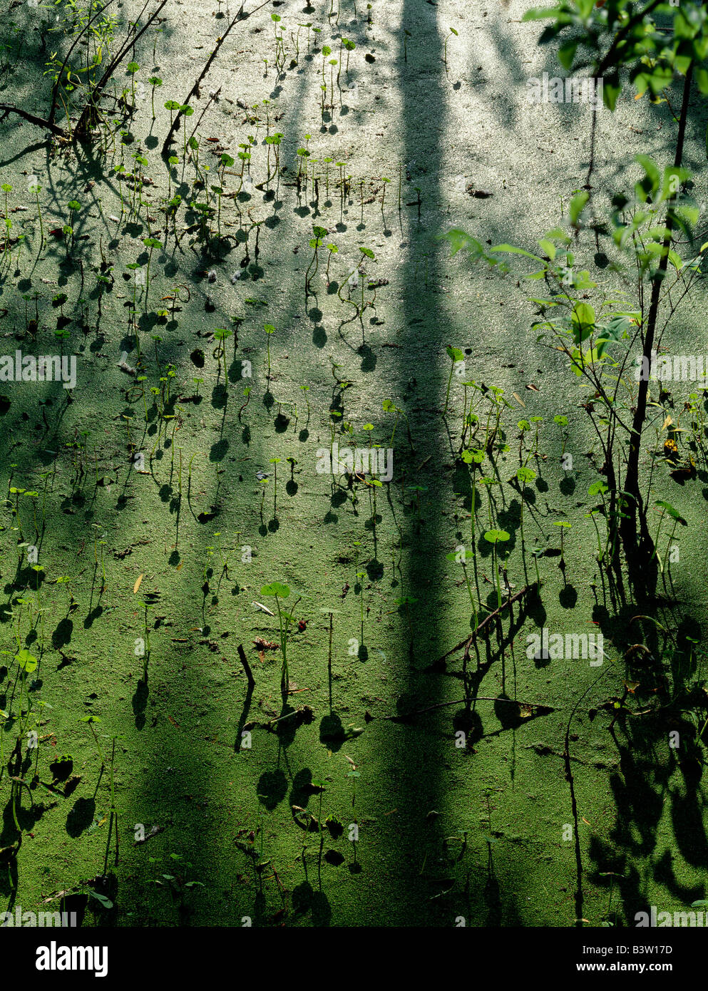 BACKLIT ALGAE GROWING ON THE PONDS AT AUDUBON SWAMP GARDEN, MAGNOLIA ...