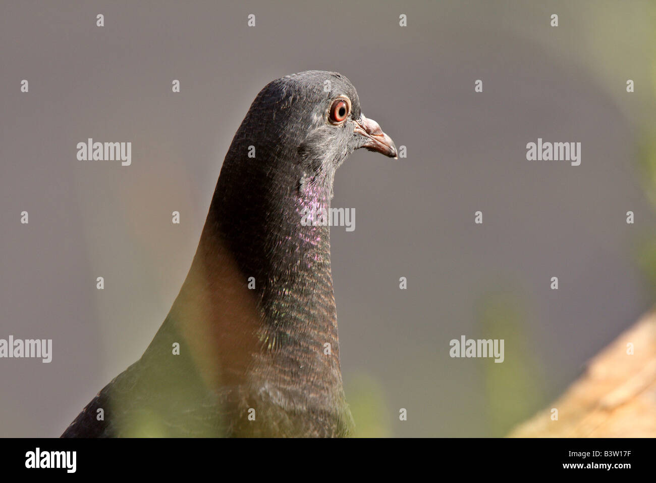 Pigeon hiding underneath bridge in Saskatchewan Stock Photo - Alamy